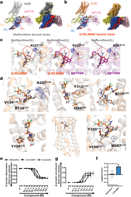 Structural and dynamic insights into the biased signaling mechanism of ...