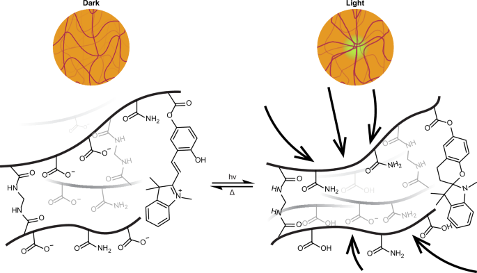 A functionally complete logic gate in a soft photoresponsive hydrogel ...