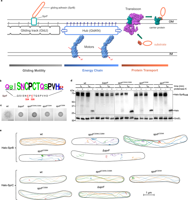 A shared mechanism for Bacteroidota protein transport and gliding ...