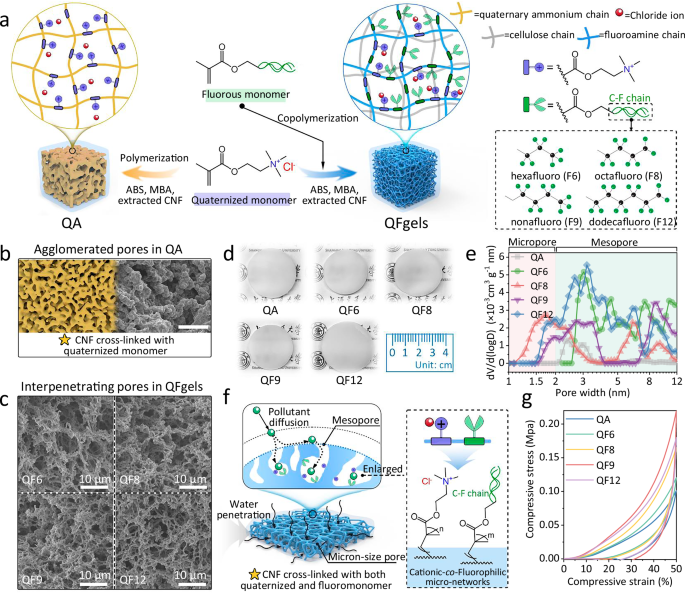 Amphipathic fluoroamine-functionalized hydrogels for enhanced selective ...
