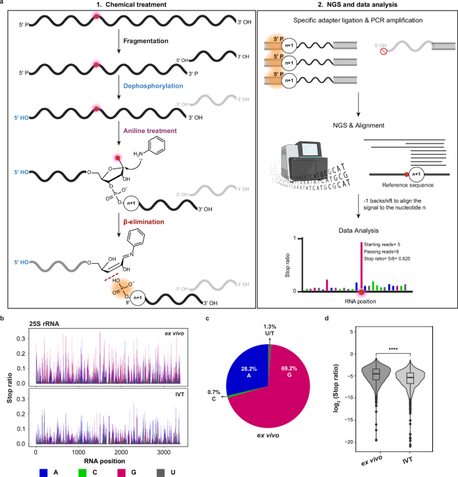 Mapping of HOCl-oxidized RNA identifies abasic sites as major damage ...