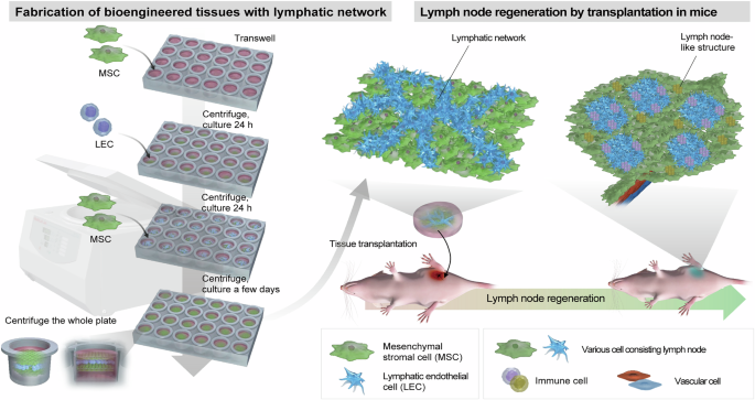 Reconstruction of the lymphatic system by transplantation of a ...
