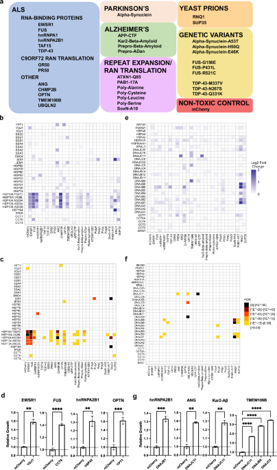 Multiplex neurodegeneration proteotoxicity platform reveals DNAJB6 ...