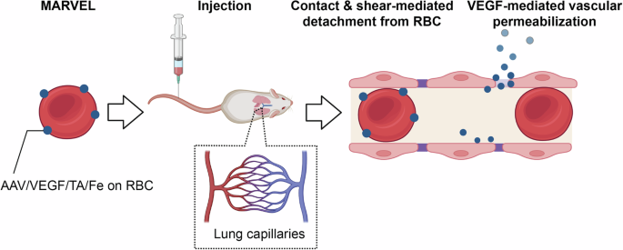 Multiscale red blood cell hitchhiking for targeted deep tissue gene ...