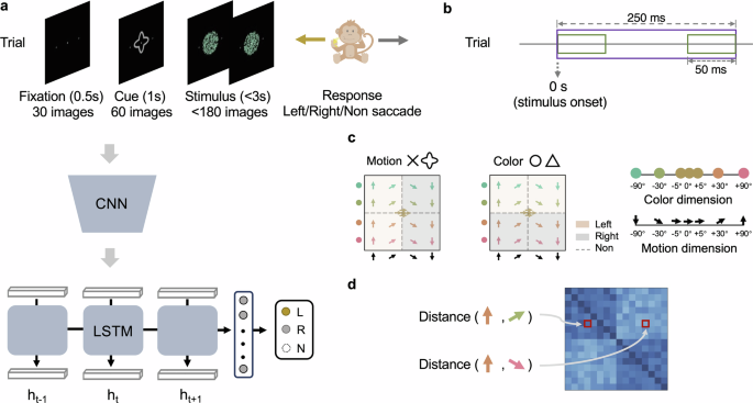 Adaptive stretching of representations across brain regions and deep learning model layers ...