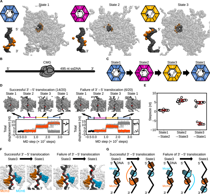 Mechanistic models of asymmetric hand-over-hand translocation and ...