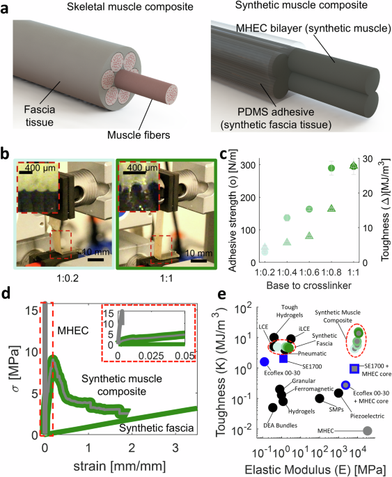 Synthetic fascia for stiff and tough 4D printed multifunctional ...