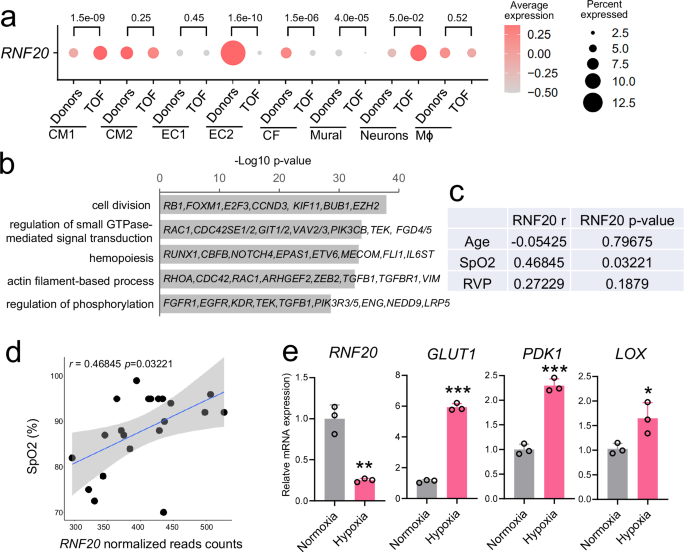 Endothelial RNF20 suppresses endothelial-to-mesenchymal transition and ...