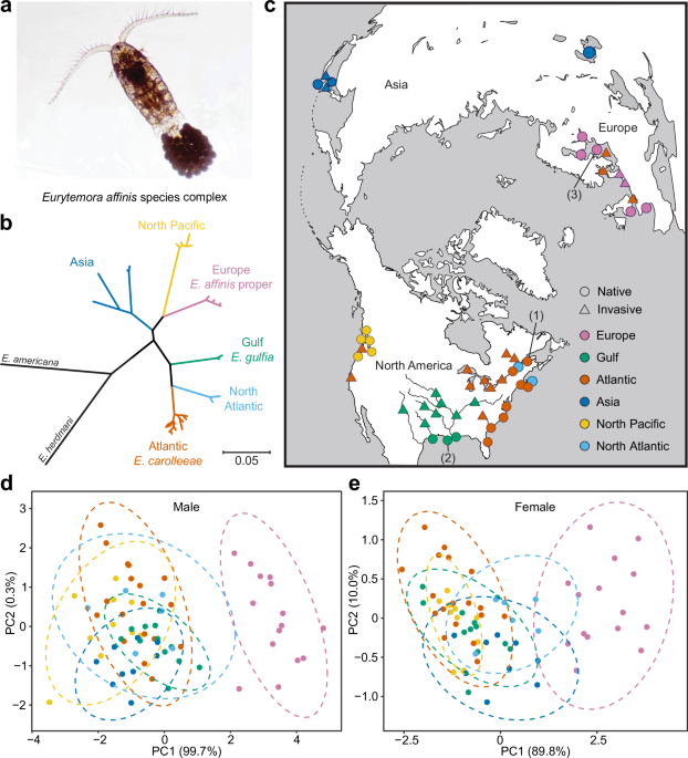 Genome architecture evolution in an invasive copepod species complex ...