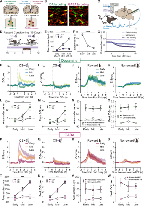 Ventral tegmental area GABA neurons integrate positive and negative ...