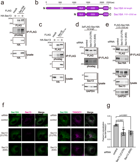 Phosphorylation-coupled autoregulation of TANGO1 and Sec16A maintains ...