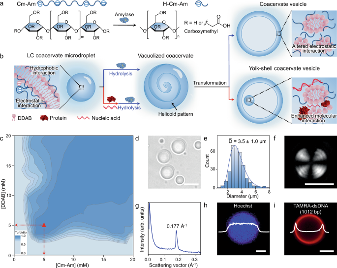 Enzymatically reconfigurable liquid crystalline coacervate ...