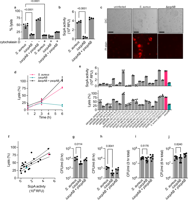 Staphylococcus aureus induces Gasdermin A-dependent keratinocyte ...
