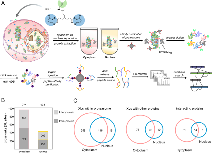 In-situ cross-linking mass spectrometry reveals compartment-specific ...