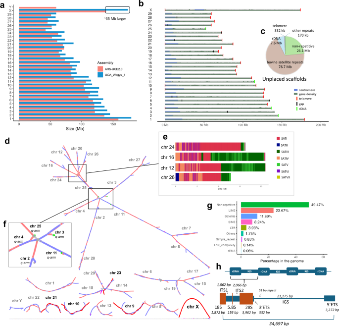 Insights into natural neocentromere evolution from a cattle T2T X ...
