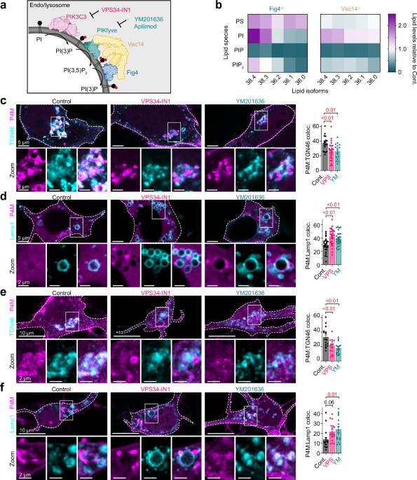 Disruption of the PIKfyve complex unveils an adaptive mechanism to ...