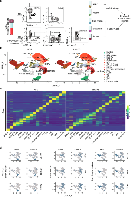 An inflammatory T-cell-stromal axis contributes to hematopoietic stem ...