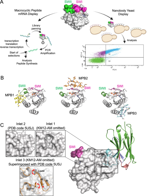 Identification and characterization of binders to a cryptic and ...