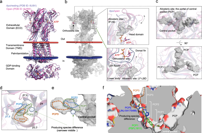 Understanding interspecies drug response variations between human and ...