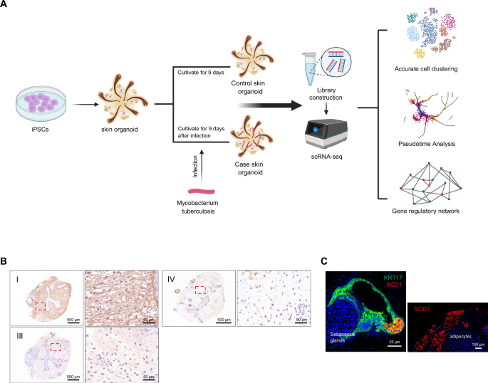 Human pluripotent stem cell-derived skin organoids enabled ...