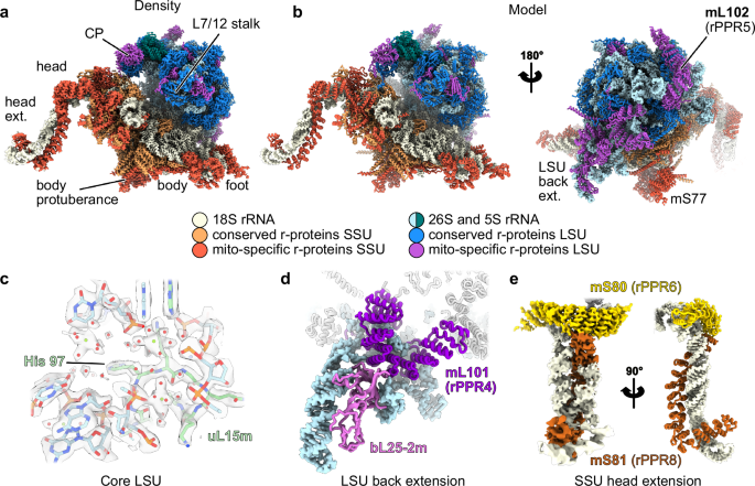 Structural insights into cauliflower mitoribosome in translation state ...