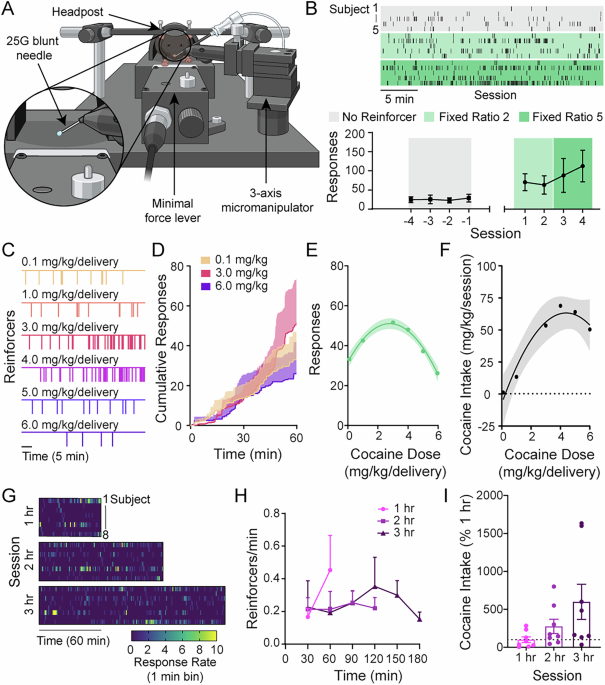 Intranasal cocaine self-administration in male mice | Nature Communications