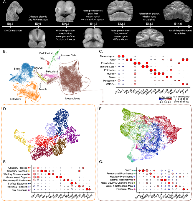 Positional programs in early murine facial development and their role ...