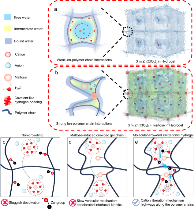 Ligand-channel-induced ion liberation in crowded zwitterionic hydrogel ...