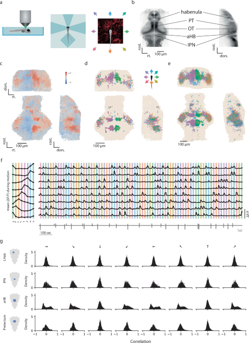 Visual motion and landmark position align with heading direction in the ...