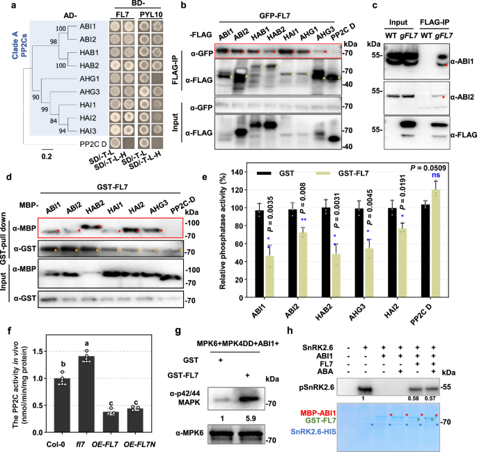 FL7 is an ancient ABA-independent inhibitor of PP2C-As regulating plant ...