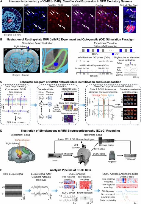 Brain-wide resting-state fMRI network dynamics elicited by activation ...