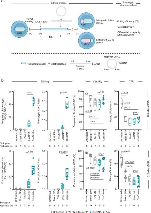 Circular single stranded DNA potentiates non-viral gene insertion in ...