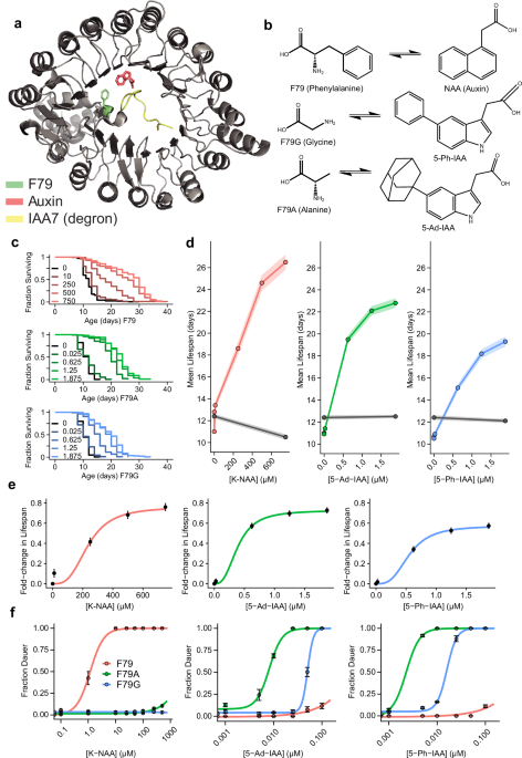 Engineering the auxin-inducible degron system for tunable in vivo ...