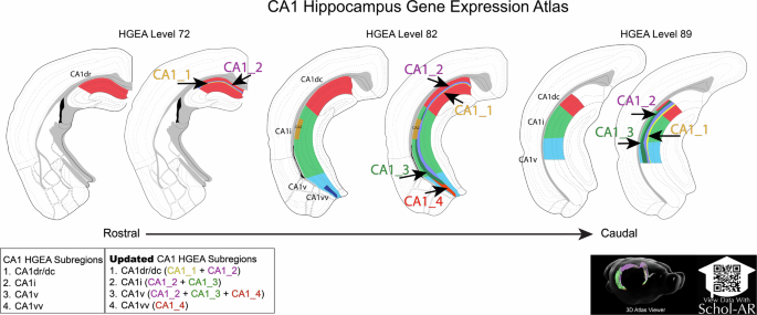 Laminar organization of pyramidal neuron cell types defines distinct ...