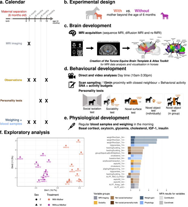 Affiliative behaviours regulate allostasis development and shape ...