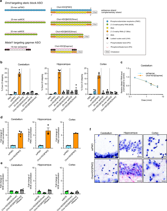Morpholino–RNA duplex exhibits robust, sustained, and safe steric-block ...