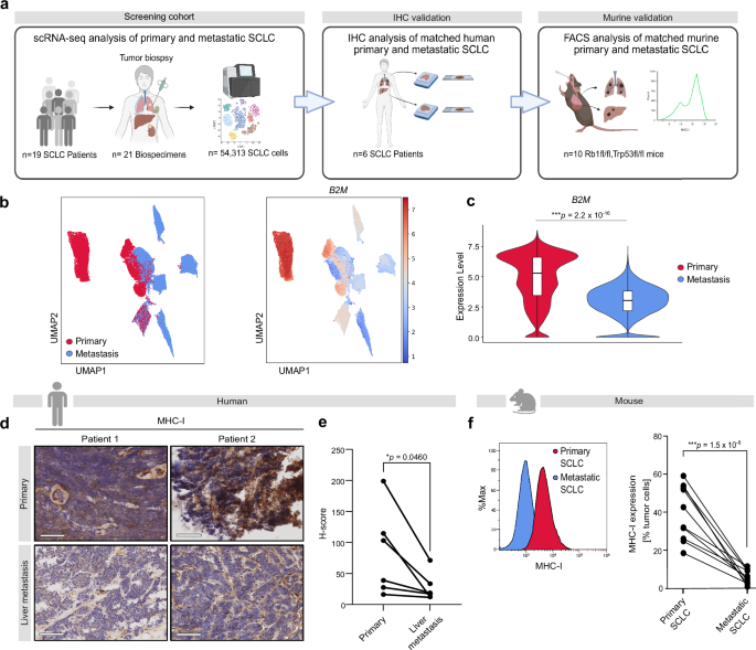ERBB2 signaling drives immune cell evasion and resistance against ...