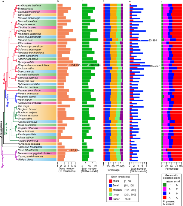 Phylogenomic profile of exon-intron organization across angiosperms ...