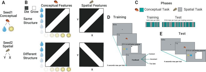 The effects of task similarity during representation learning in brains and neural networks ...