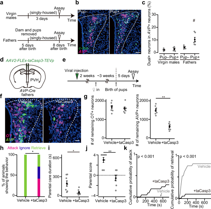 Vasopressin-to-oxytocin receptor crosstalk in the preoptic area ...