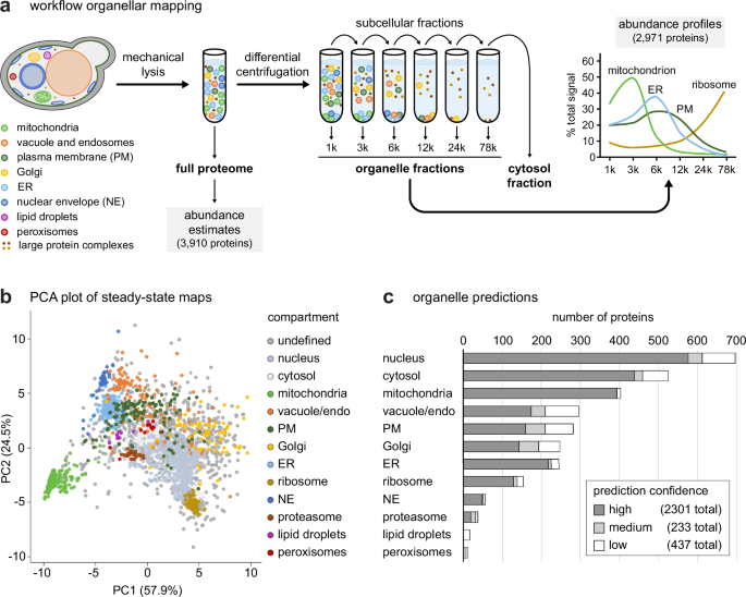 Dynamic Organellar Mapping in yeast reveals extensive protein ...