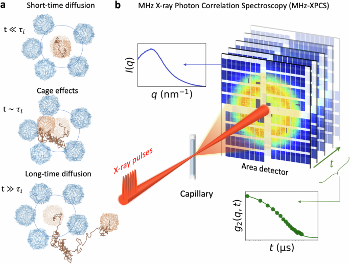 Coherent X-rays reveal anomalous molecular diffusion and cage effects ...