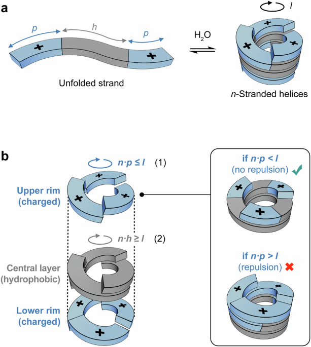 Programmable Assembly of Multistranded Helices in Water | Nature ...