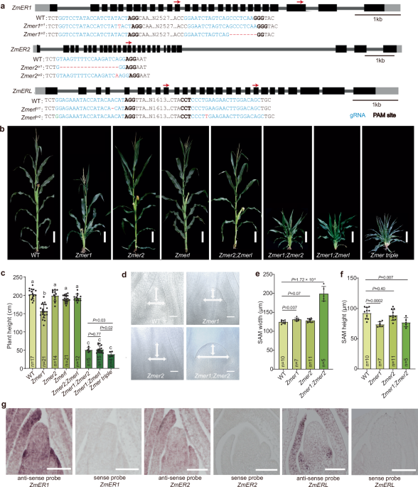 ERECTA genes and their ligands regulate shoot and inflorescence ...