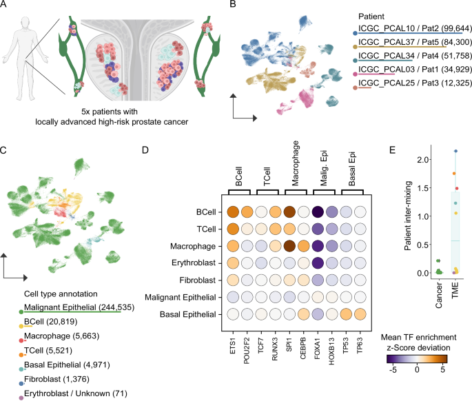 Prostate cancer cells converge to an inflammatory-like state upon ...