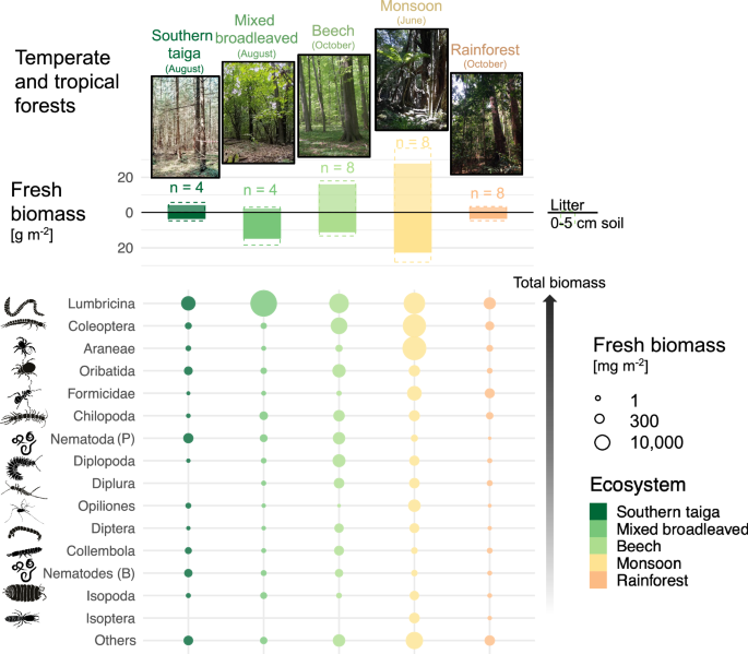 Energy and biomass distribution in soil food webs of temperate and ...