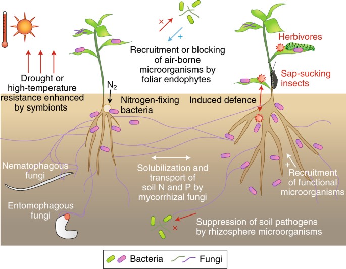 Core microbiomes for sustainable agroecosystems | Nature Plants