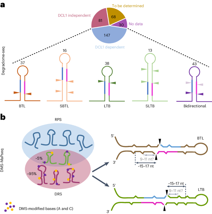 Exploring the landscape of miRNA production and the structural rules ...