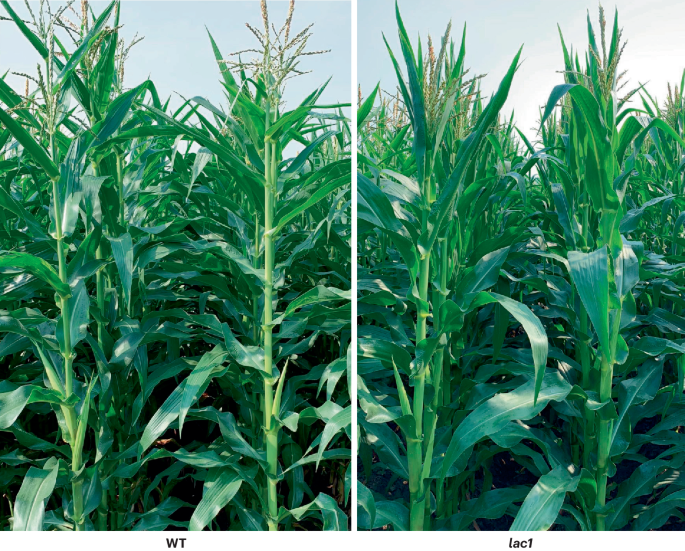 Smart gene, smart canopy | Nature Plants