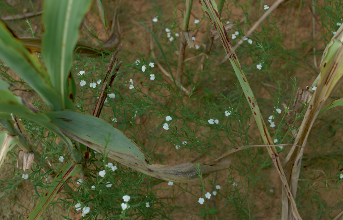 Conceal the signals | Nature Plants